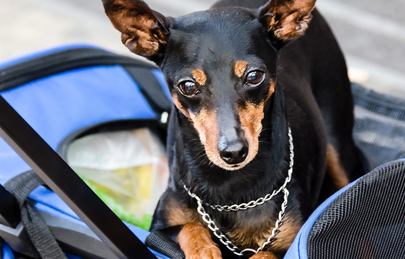 Find Out How to Ship a Pet Safely | uShip Pet Shipping Guides