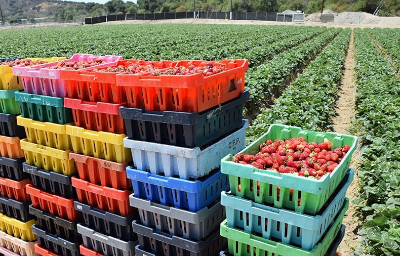 What to do When Shipping Plants | uShip Shipping Guides